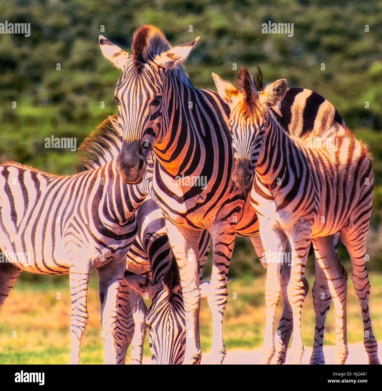 Cure zebra group in bright sunshine on a safari in South Africa,natural ...