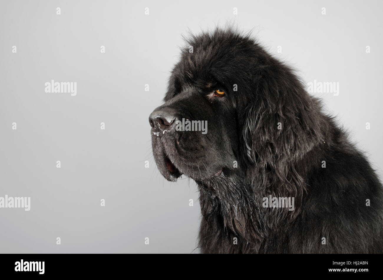 Newfoundland (male) against a grey background Stock Photo - Alamy