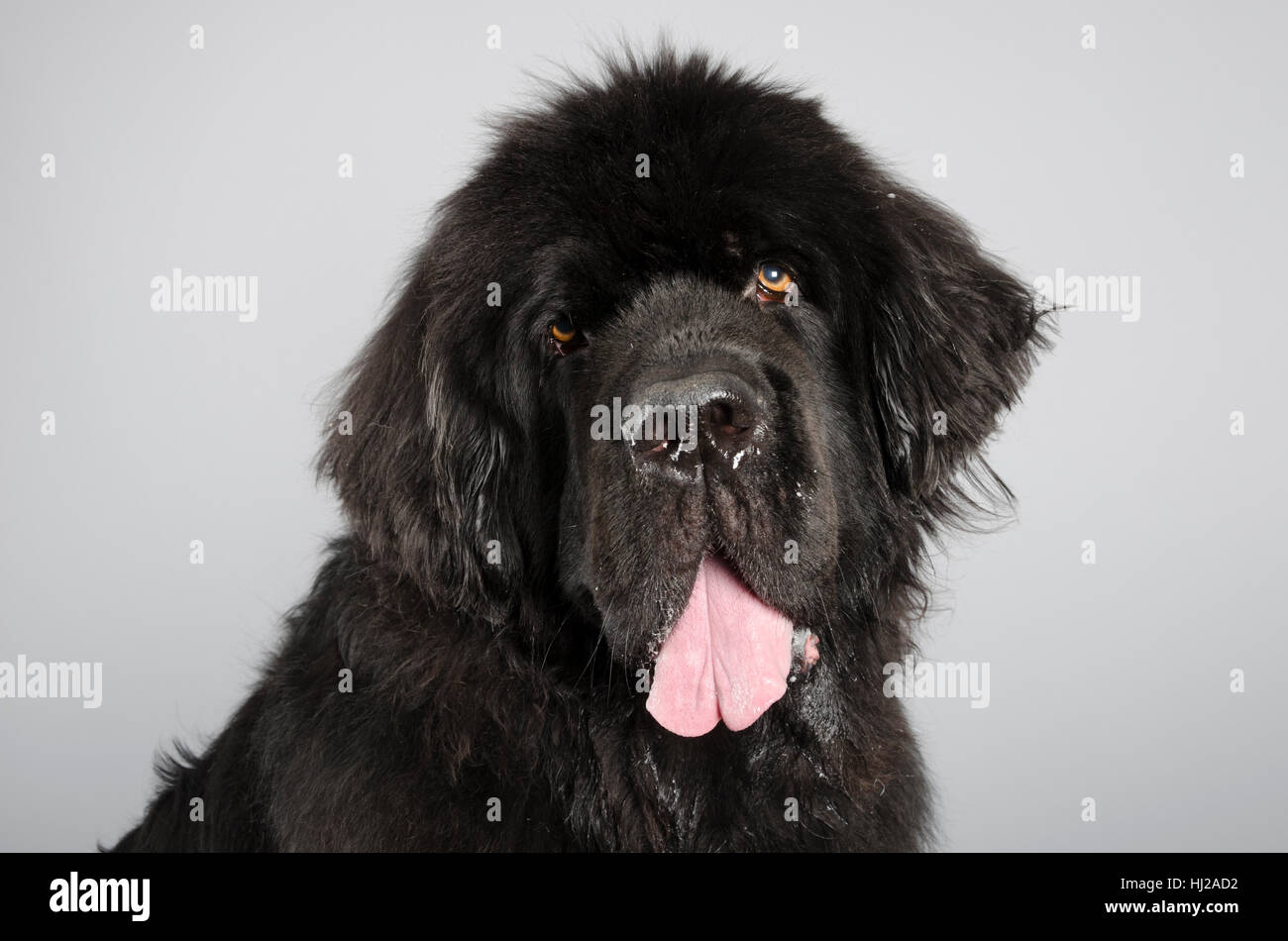 Close up newfoundland dog black hi-res stock photography and images - Alamy