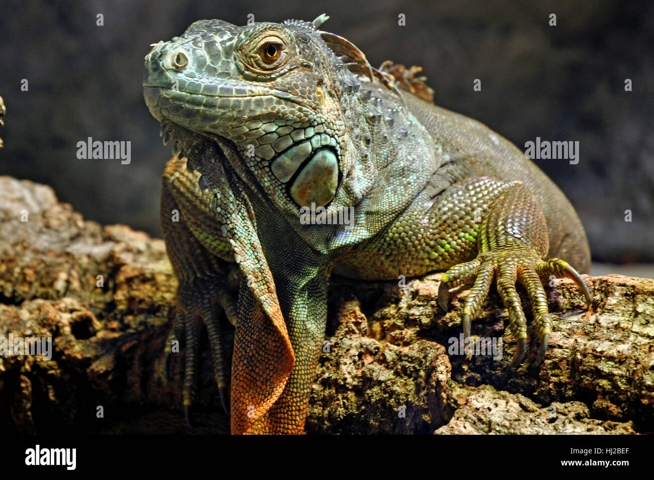 animal, animals, saurian, iguana, reptiles, nature, animal, animals ...