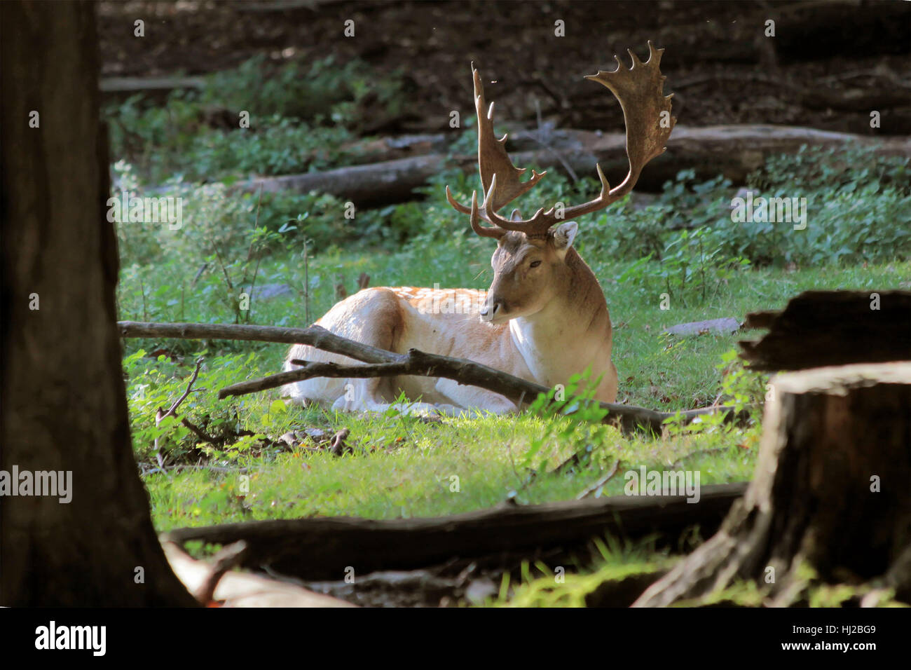 male fallow deer Stock Photo - Alamy