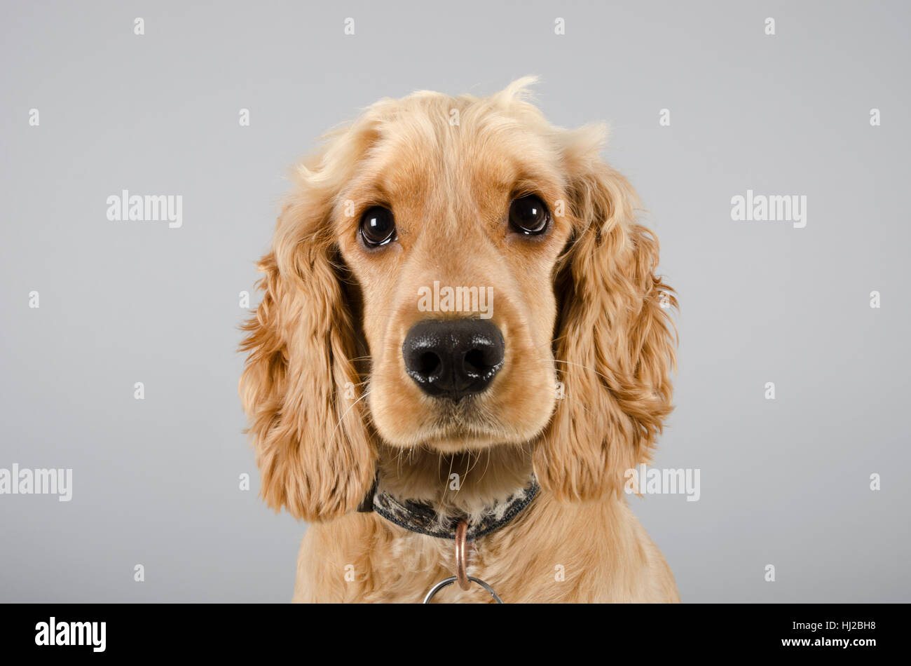 Female, Cocker Spaniel, 22 months old, UK Stock Photo - Alamy