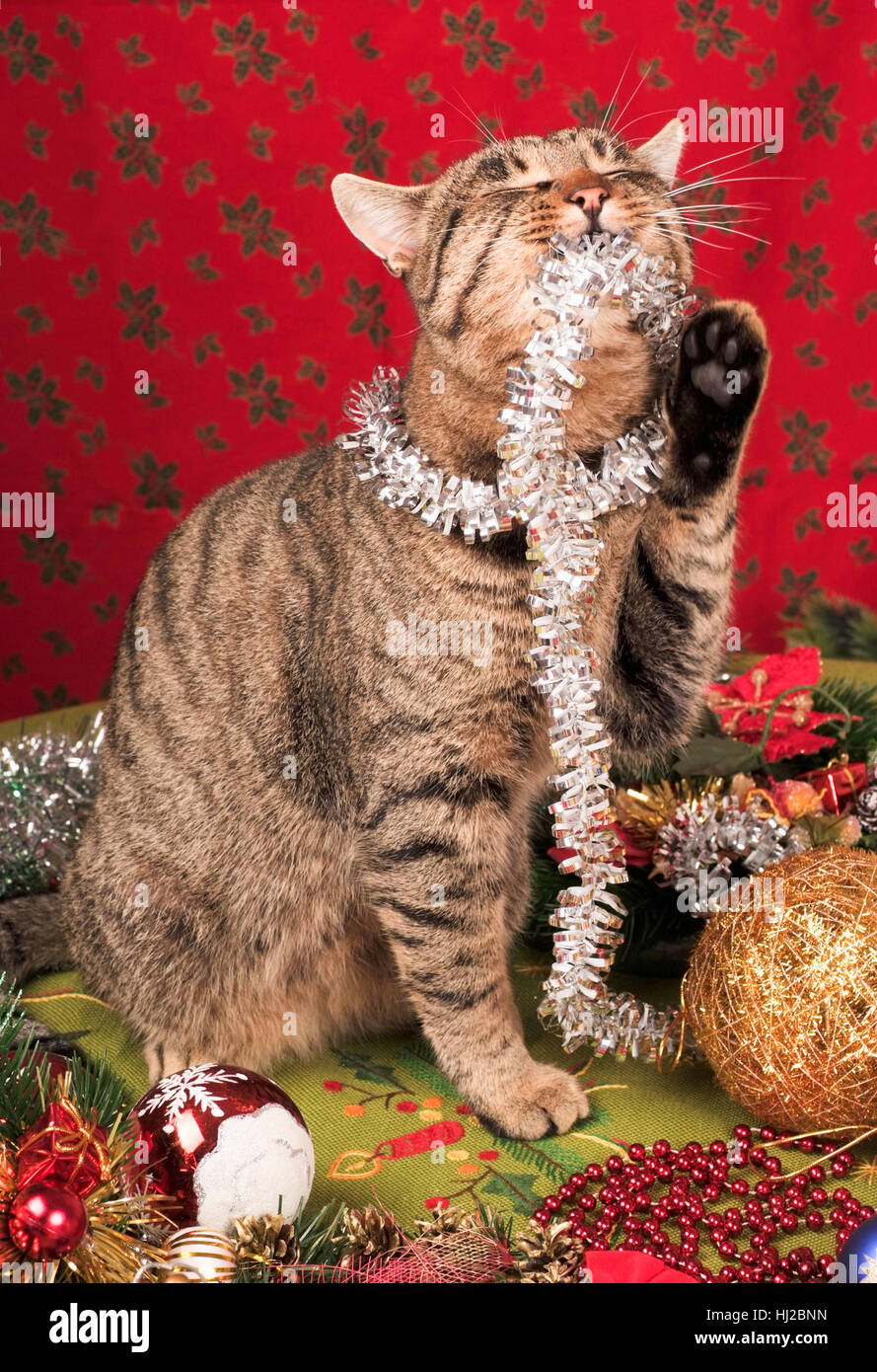 animal, pet, decoration, christmas, delighted, unambitious ...