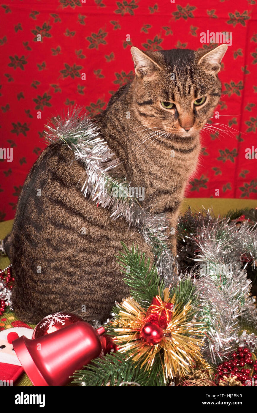 animal, pet, decoration, christmas, delighted, unambitious ...
