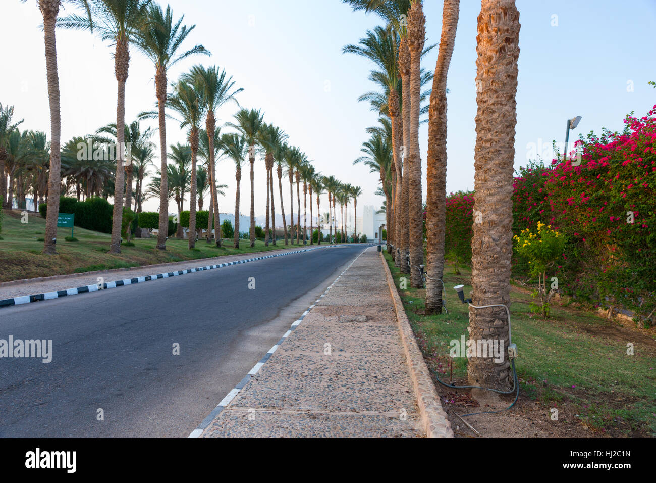 Empty highway between row of palm trees and flowering shrubs on a sunny ...
