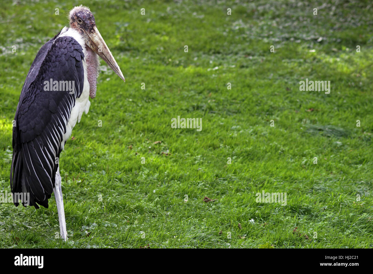 africa, savannah, beak, scavenger, beaks, marabou, africa, savannah ...