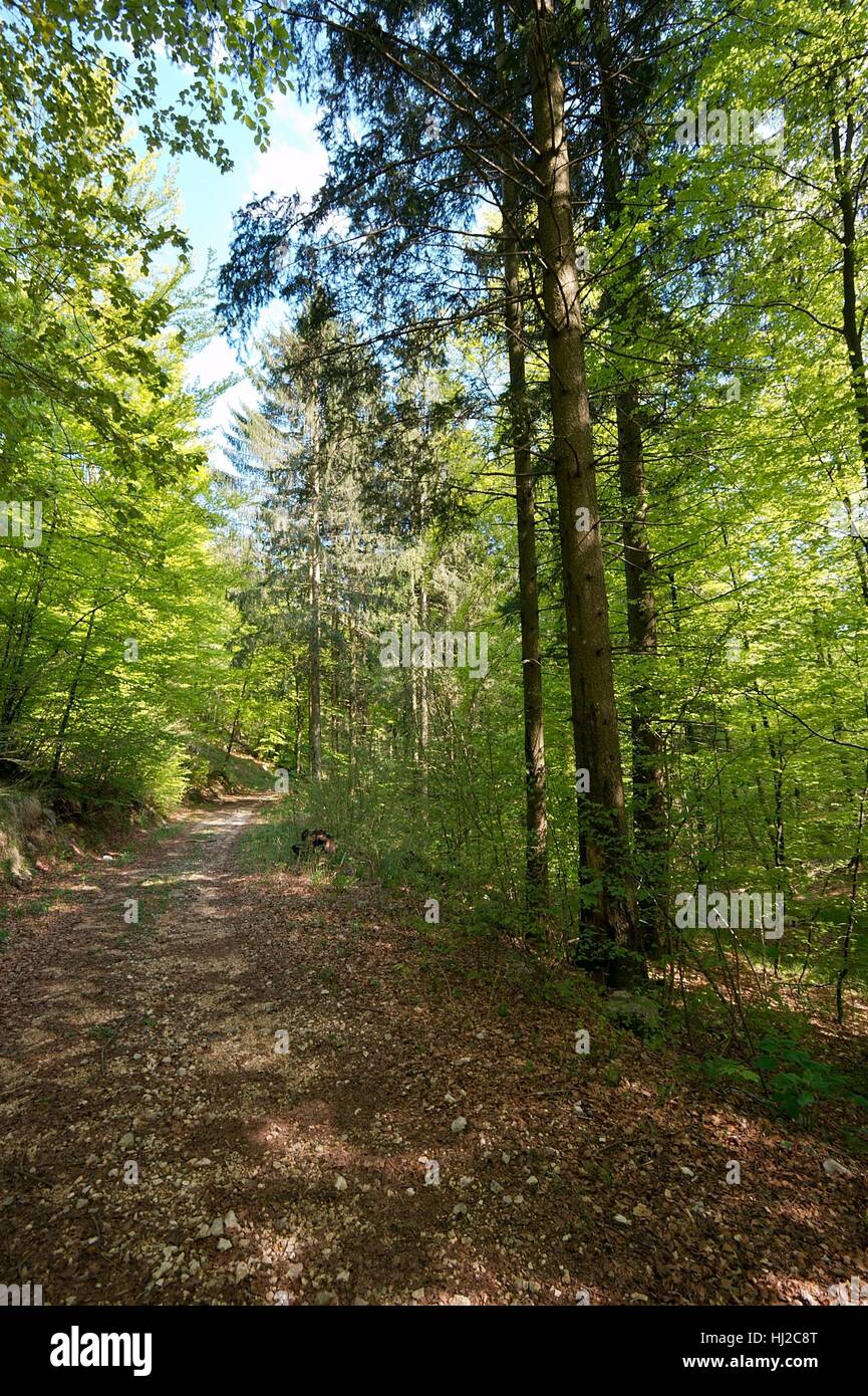 outdoor, woods, trail, path, way, forest, nature, walk, go, going ...