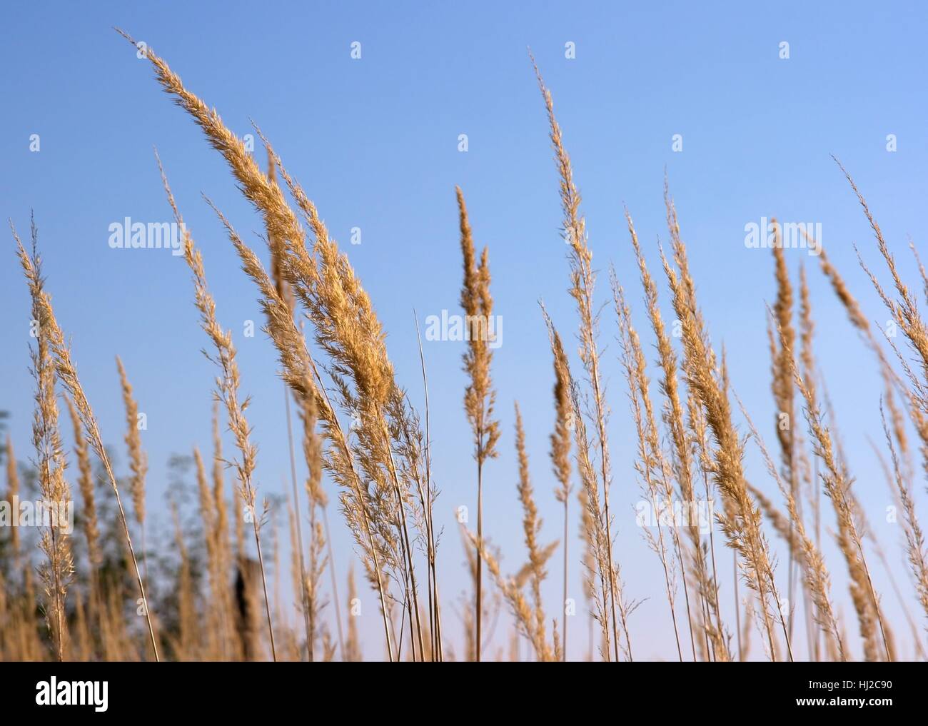 Spiky weed on a field Stock Photo - Alamy