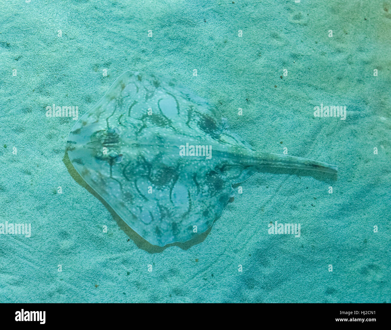 blue, animal, animals, fish, farm, navy, marine, blue, animal, wild ...
