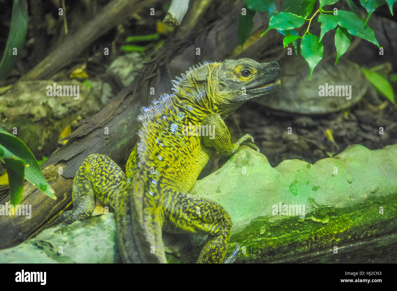 animal, farm, chameleon, familiy, family, animal, wild, lizard, zoo ...