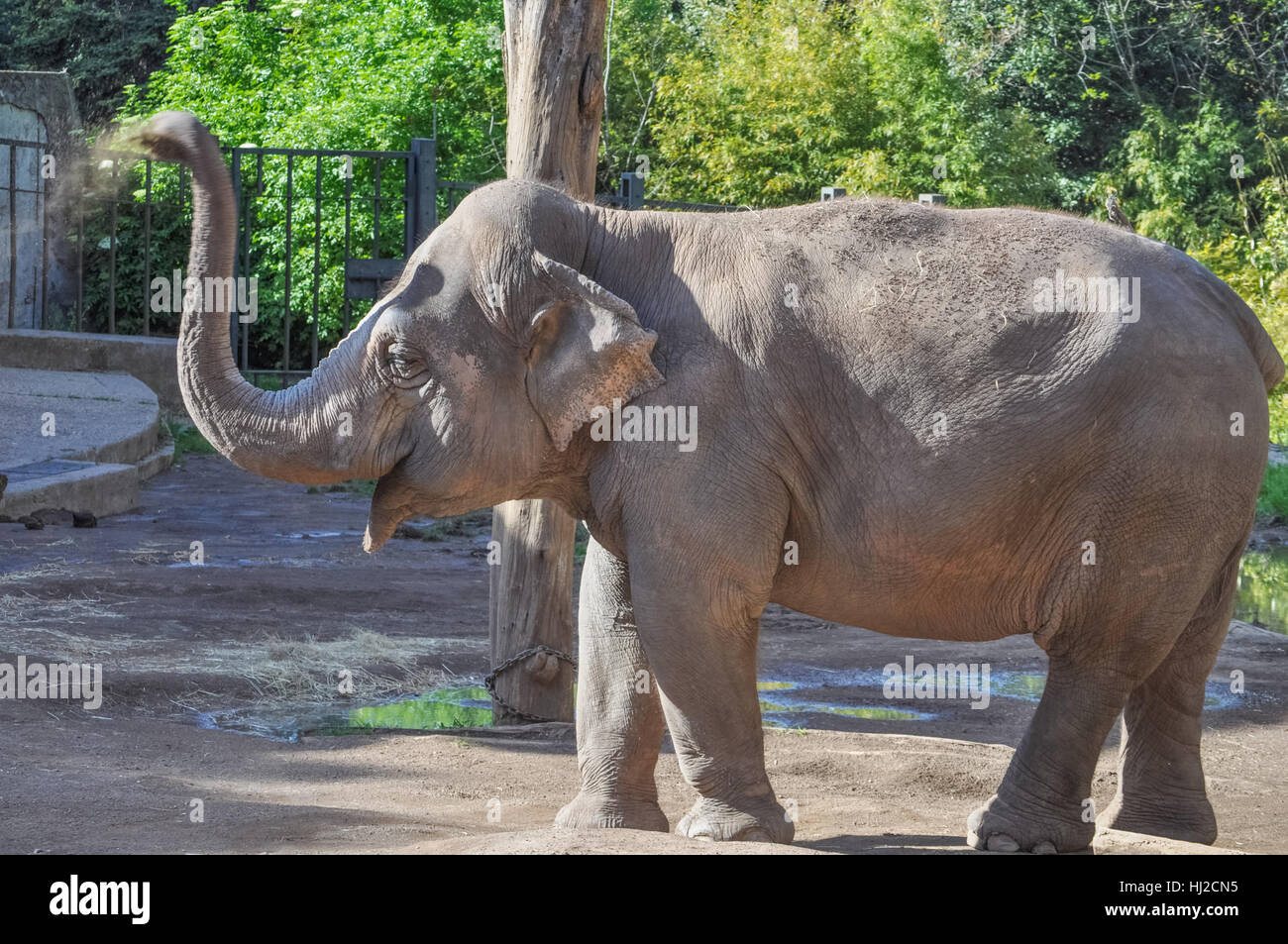 animal, elephant, mammals, farm, familiy, family, animal, wild ...