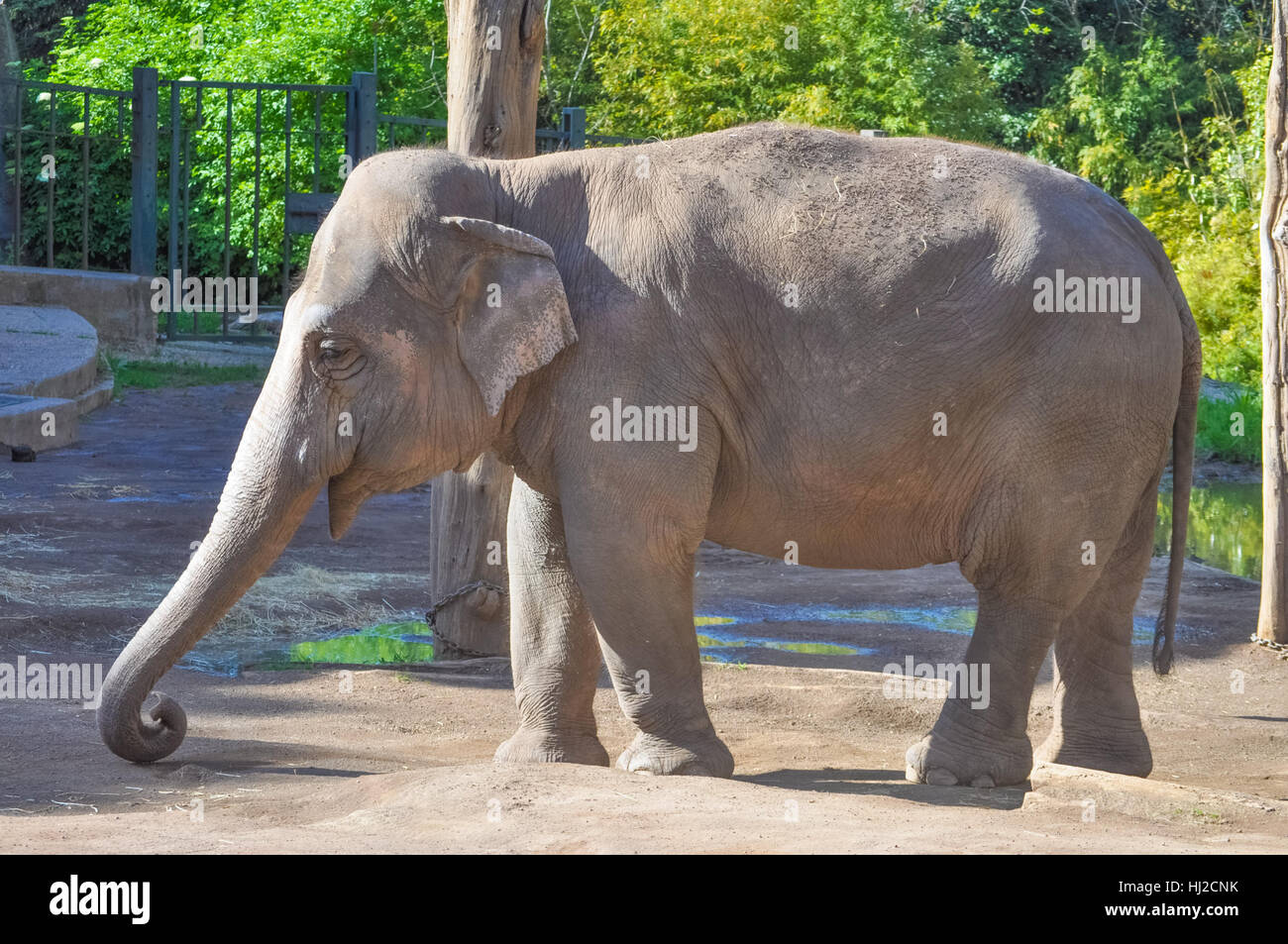 animal, elephant, mammals, farm, familiy, family, animal, wild ...