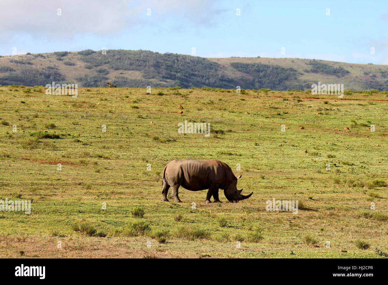 africa, steppe, observation, south africa, safari, browsing, rhino ...