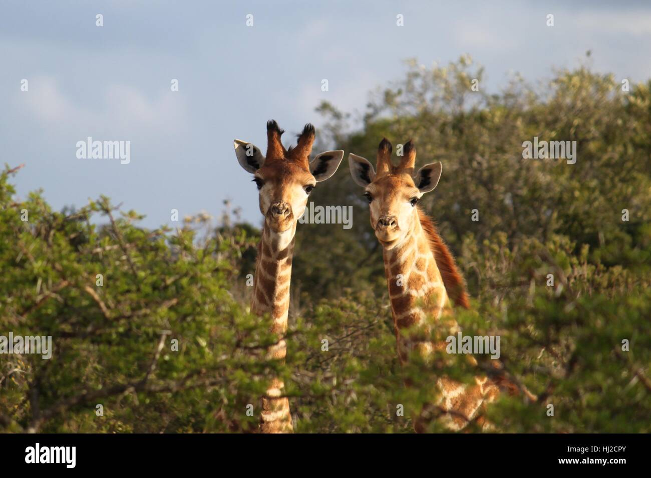 two giraffes looking over the trees Stock Photo - Alamy