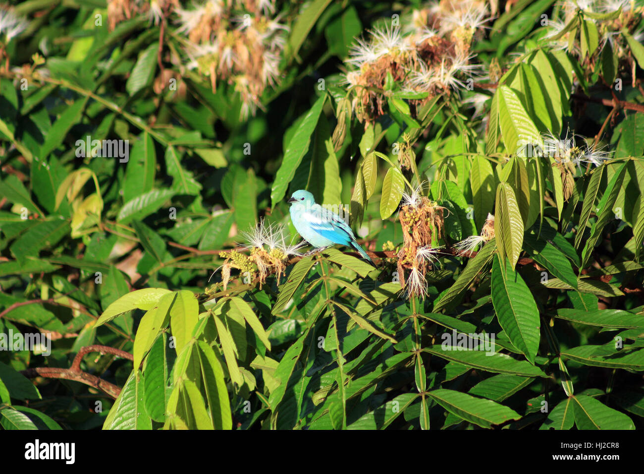 tree, bird, outdoor, amazon, rainforest, rain forest, nature, leaf ...
