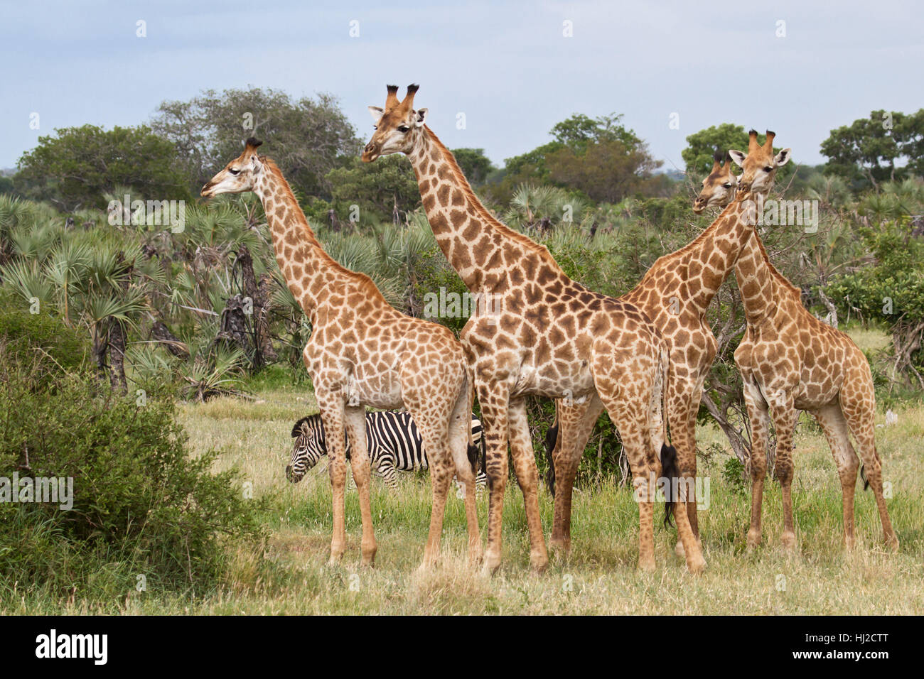 giraffes & zebras Stock Photo - Alamy