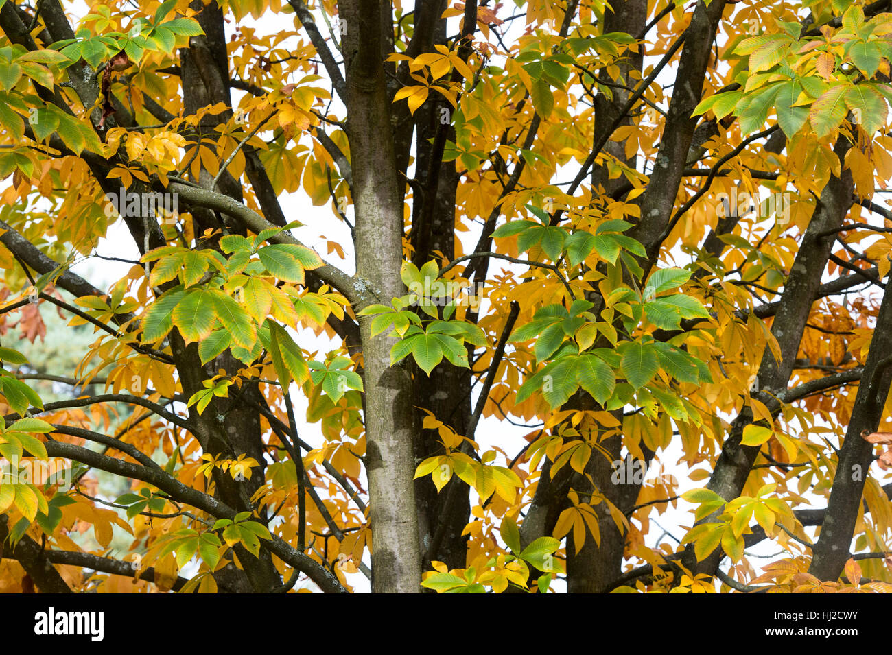 Aesculus flava yellow buckeye tree hi-res stock photography and images ...
