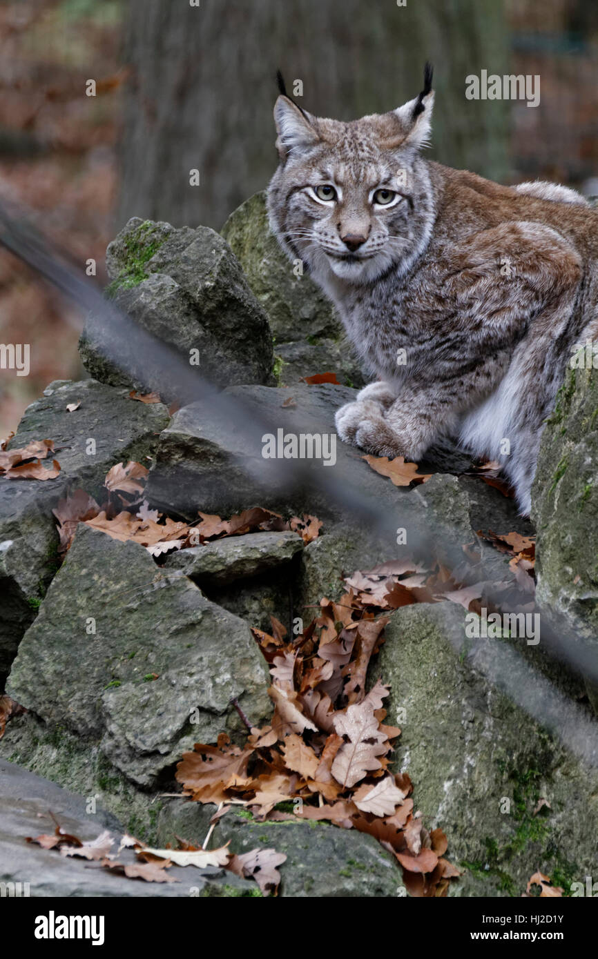 predator, cat, big cat, feline predator, lynx, pussycat, domestic cat ...