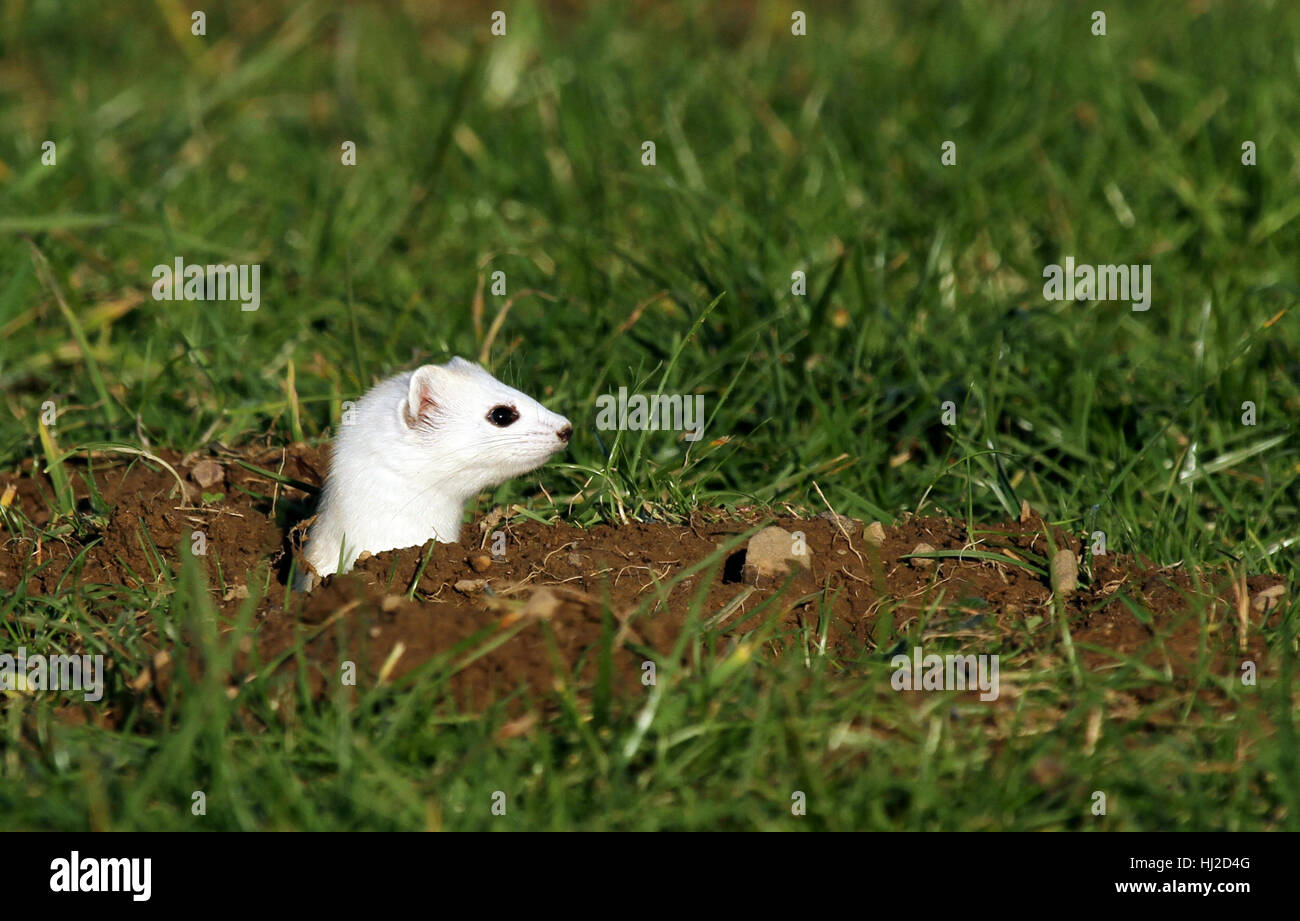 wiesel in winter dress Stock Photo - Alamy
