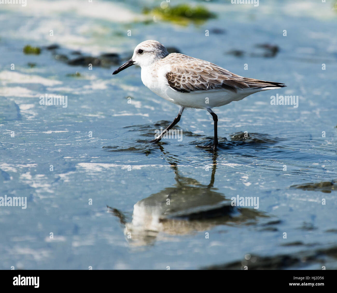 bird, fauna, beach, seaside, the beach, seashore, birds, sandpiper ...