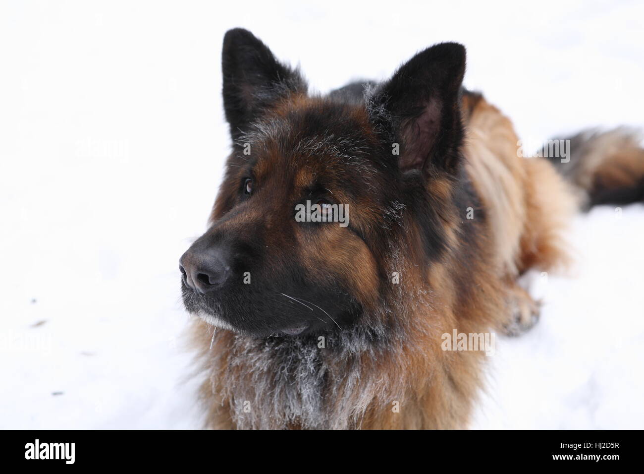 German Shepherd in the snow Stock Photo - Alamy