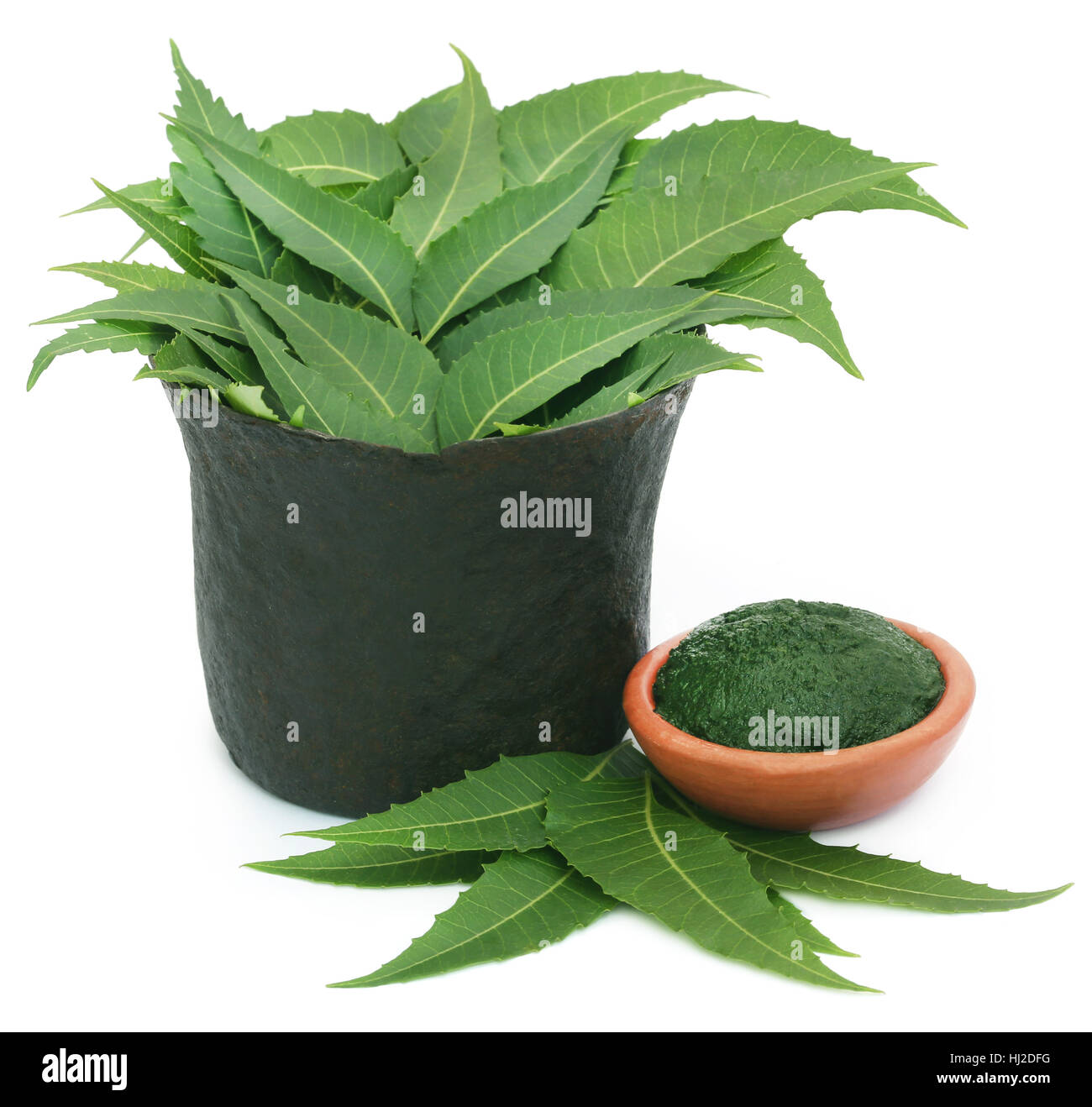 Medicinal neem leaves with ground paste in a bowl over white background ...