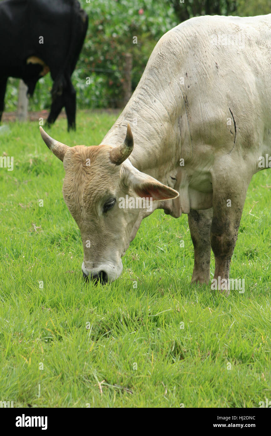 animal, bull, outdoor, livestock, farm, cattle, farm animal, nature ...