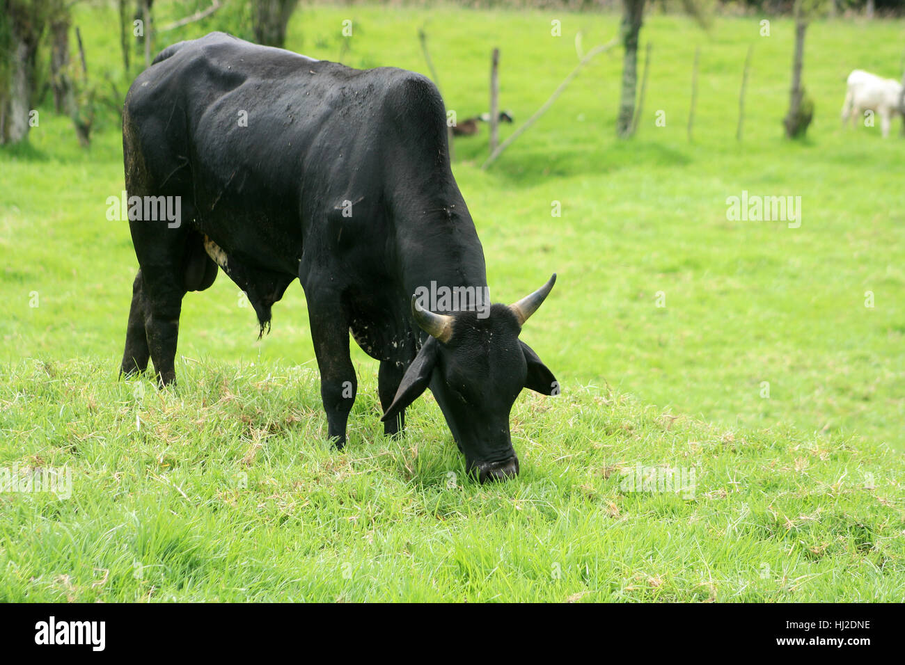 animal, bull, outdoor, livestock, farm, cattle, farm animal, nature ...