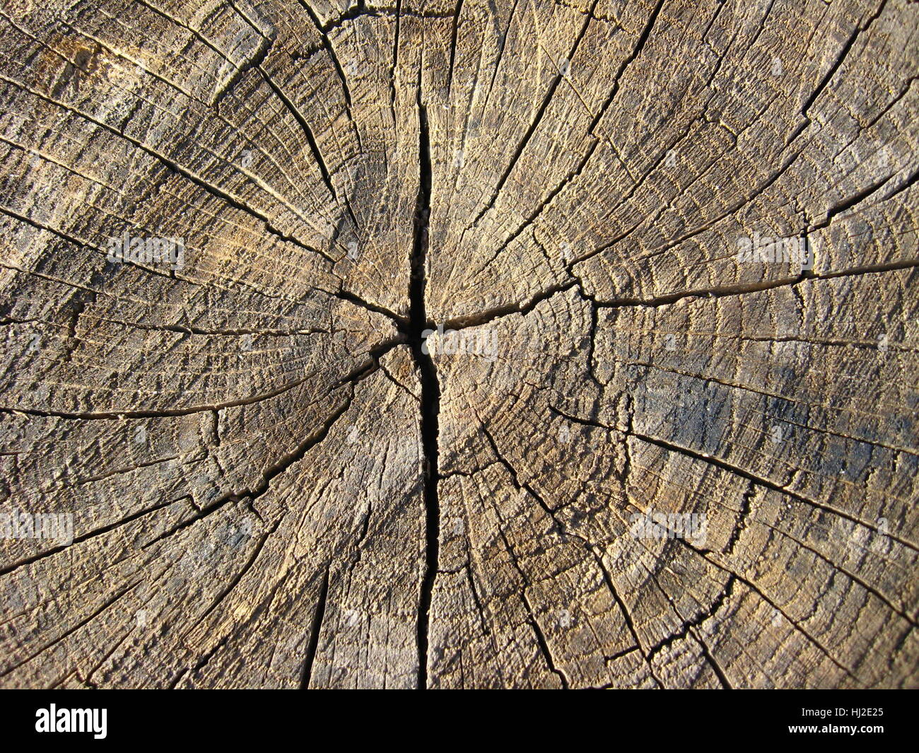tree, wood, cut, pattern, wooden, photo, picture, image, copy ...