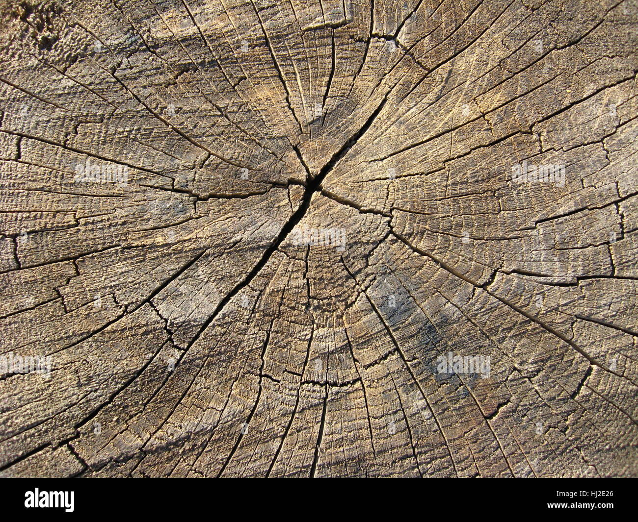 tree, wood, cut, pattern, wooden, photo, picture, image, copy ...