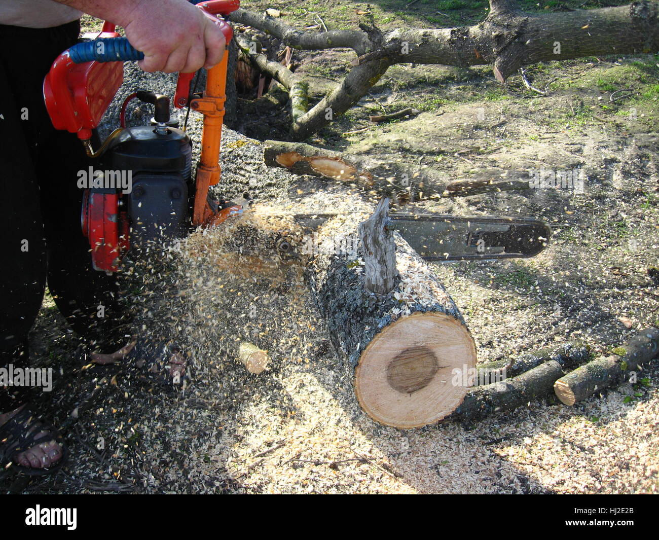 tree, saw, petrol, wooden, mechanism, order, hand, tree, engine, drive ...