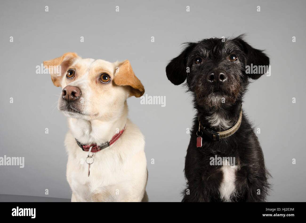 Female, Terrier crossbreed, 2 years old and Patterdale Terrier Dog ...