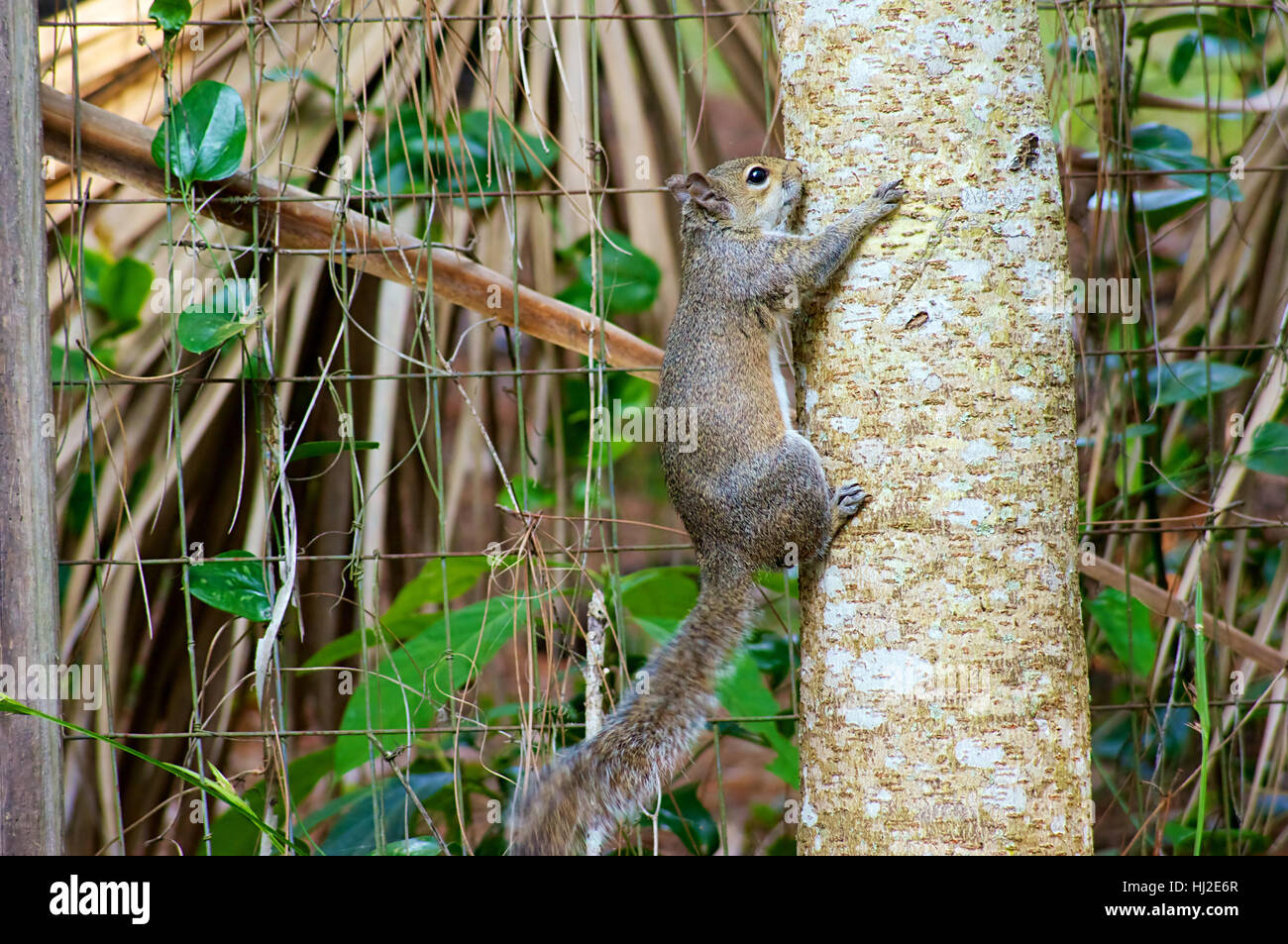 tree, animal, mammal, rodent, hairy, outside, rise, climb, climbing ...