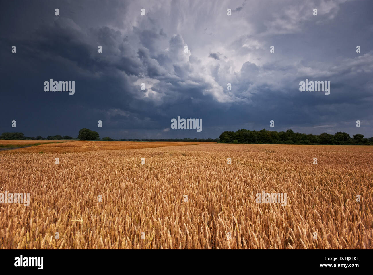 field, thunder-storm, firmament, sky, scenery, countryside, nature ...