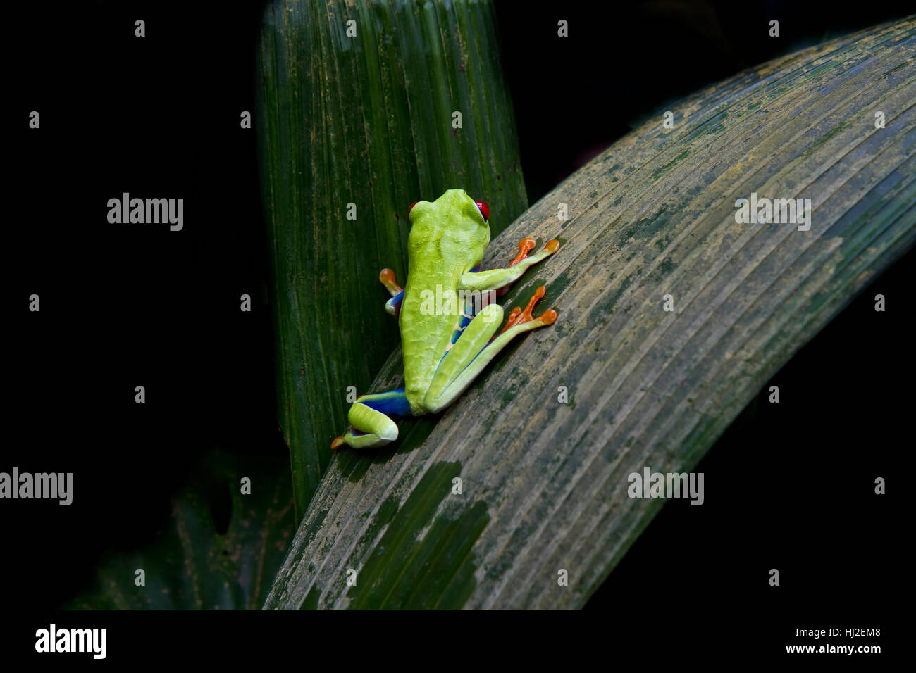 blue, travel, protected, sheltered, colour, animal, amphibian, green ...
