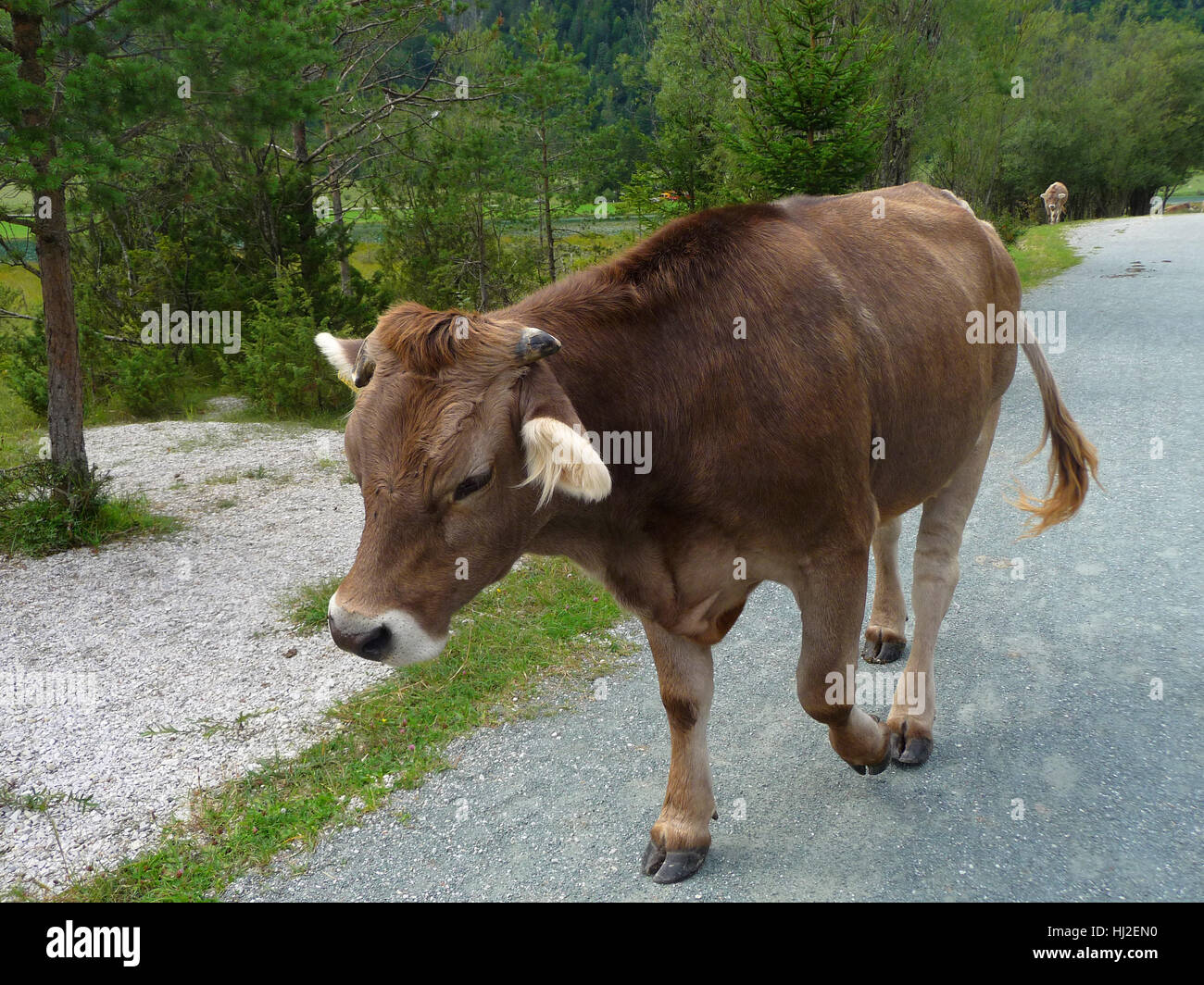 summer, summerly, cow, bovine, farm animal, stock farming, dairy ...