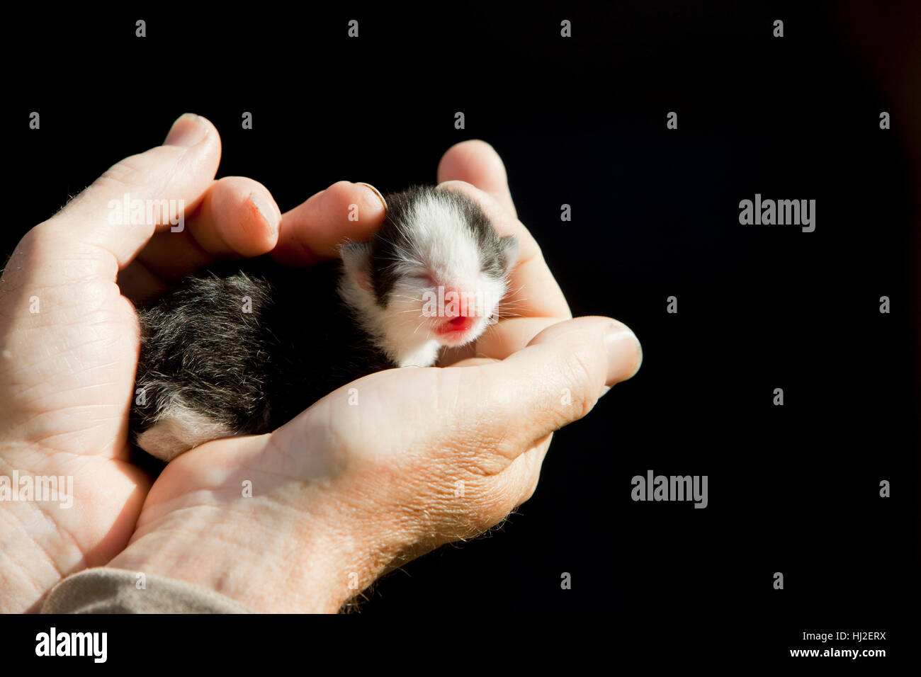 hand, hands, animal, pet, mammal, fauna, animals, pets, cats, small ...