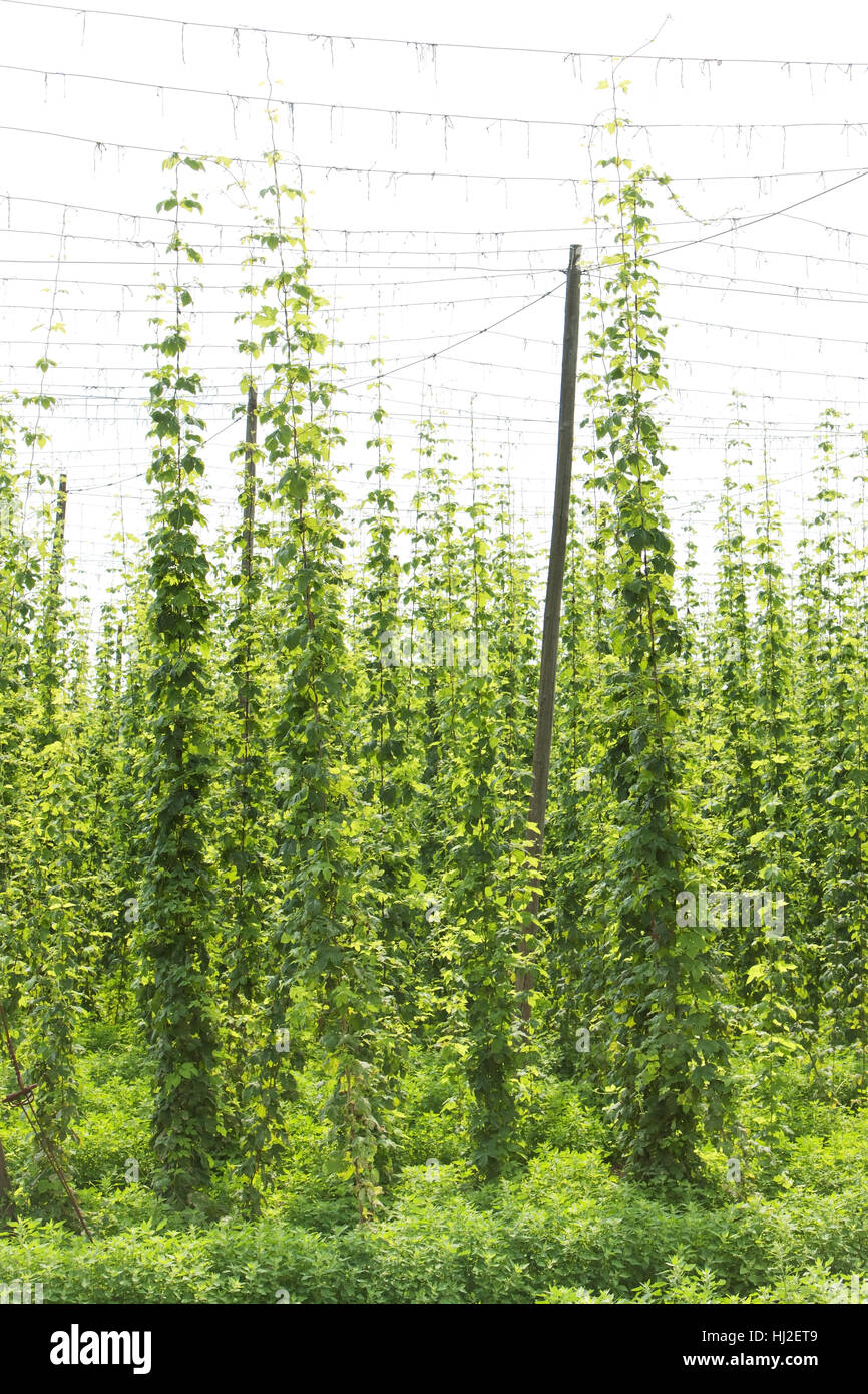 agriculture, farming, hop, plant, agriculture, farming, field, flora ...