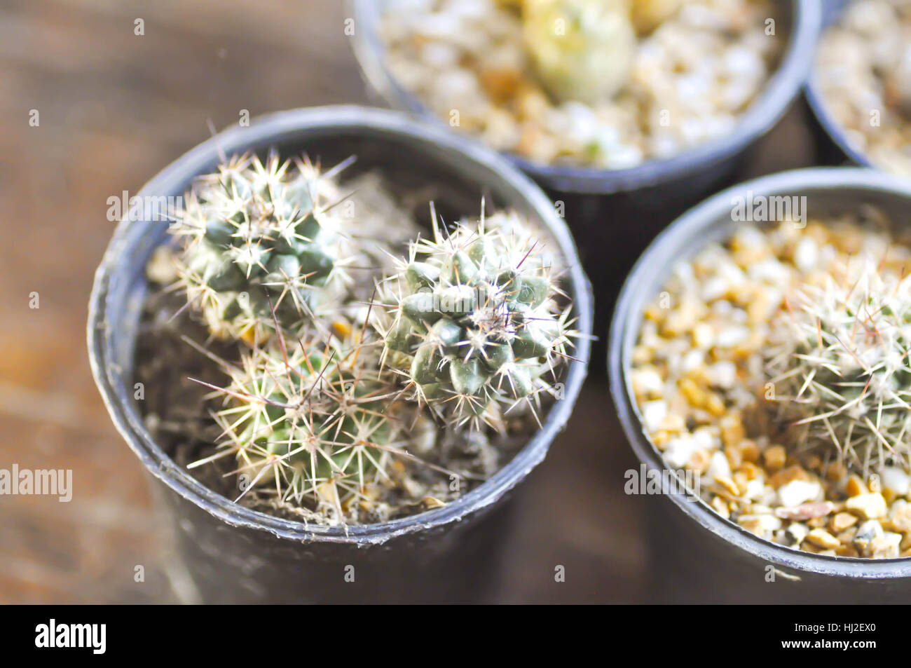 cactus plant in the flower pot Stock Photo - Alamy
