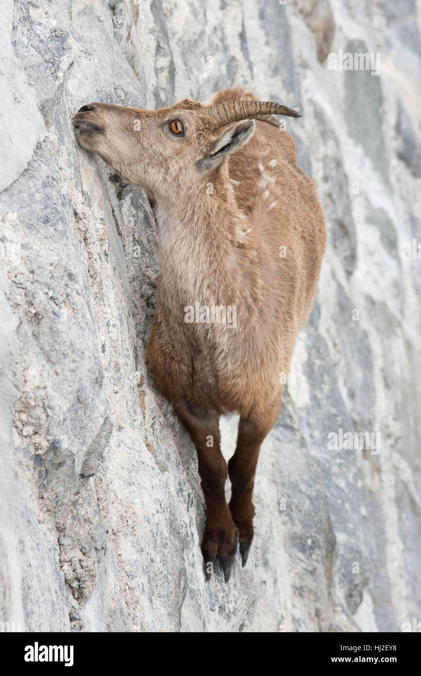 Alpine ibex on dam (Capra ibex) to lick mineral salts Stock Photo - Alamy