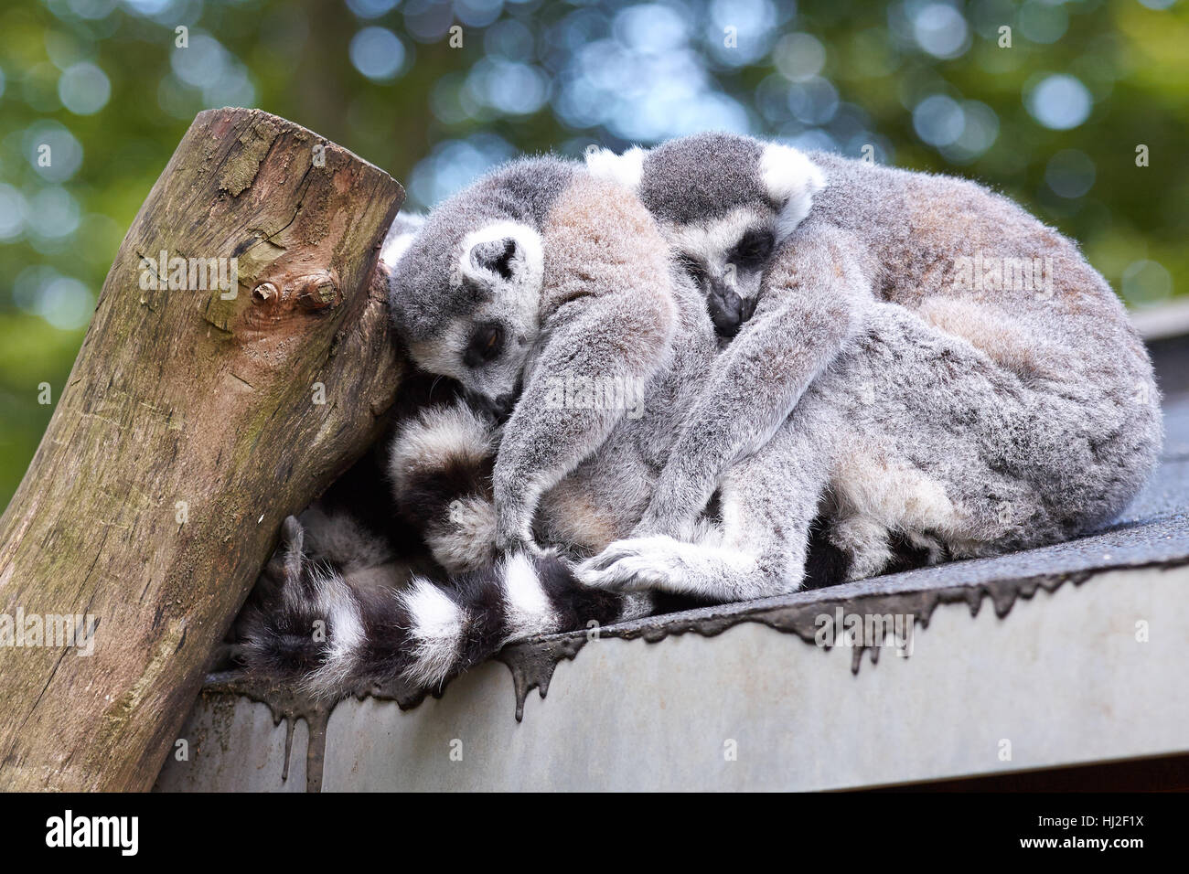 dream, sleep, sleeping, apes, community, cuddle, lemur, heat, warmth ...