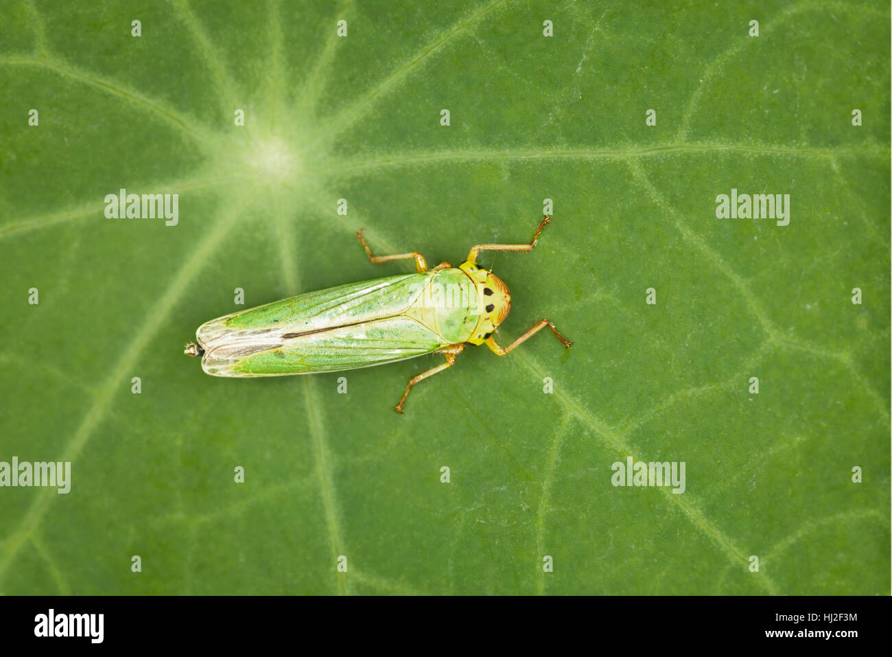 life, exist, existence, living, lives, live, animal, fauna, nature ...