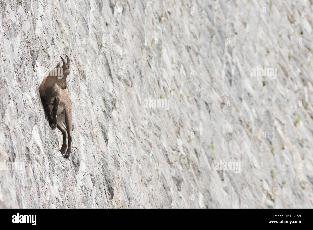 Alpine ibex on dam (Capra ibex), juvenile male Stock Photo - Alamy