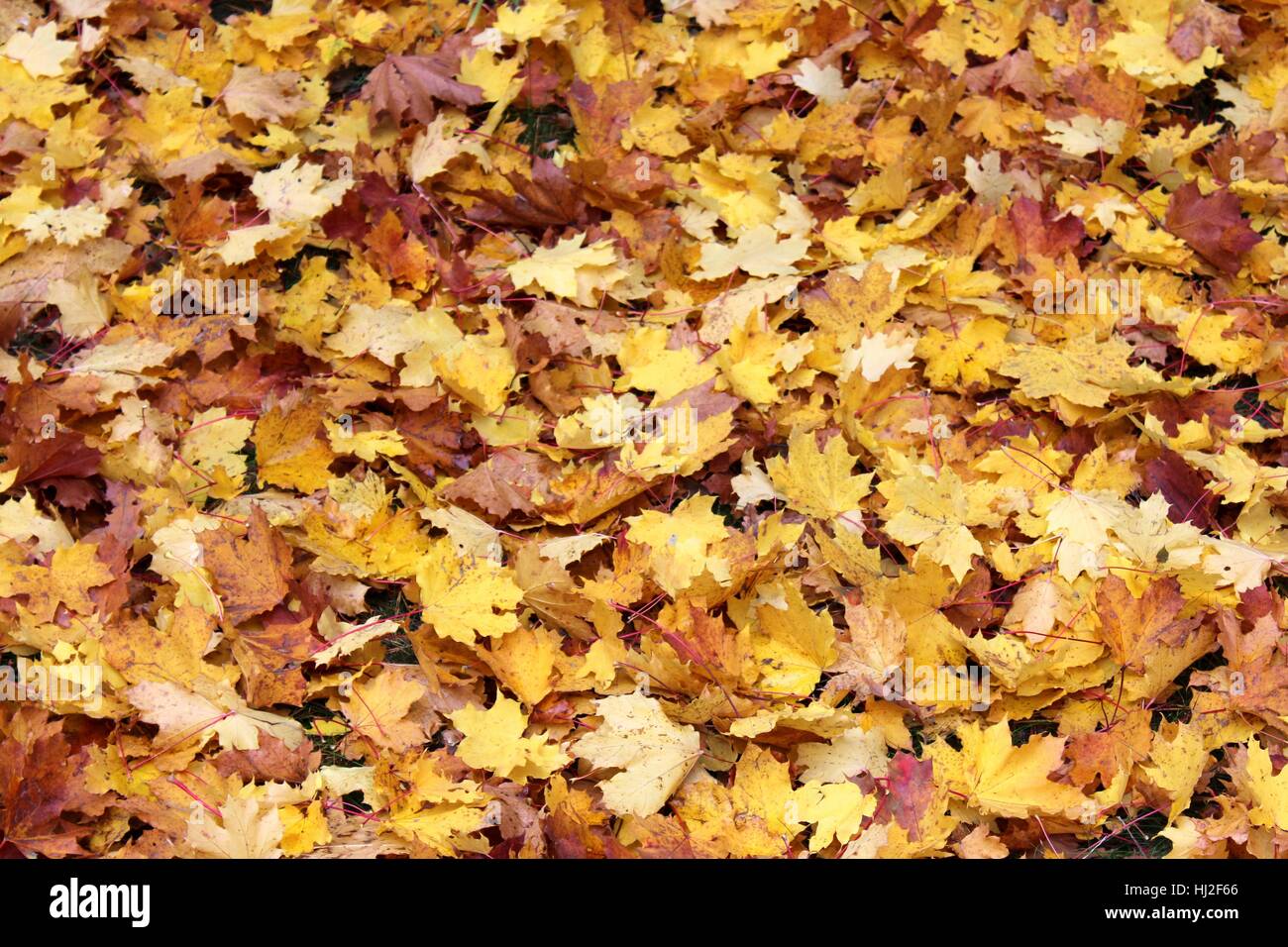 leaf, tree, design, shaping, formation, shape, model, figure, backdrop ...