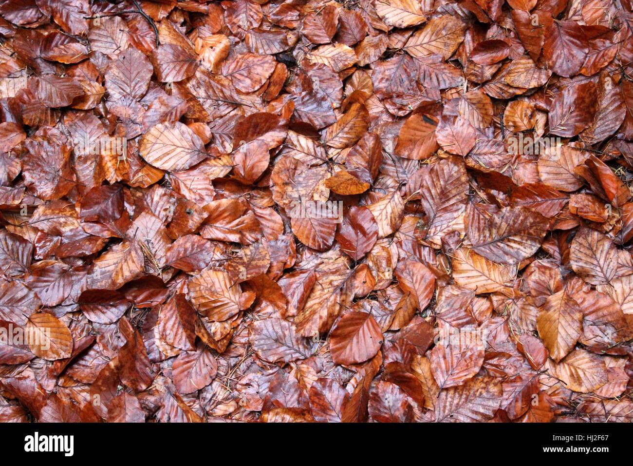 leaf, tree, design, shaping, formation, shape, model, figure, backdrop ...