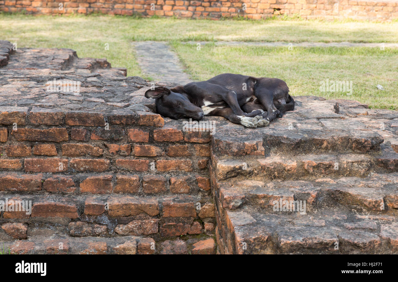 Dog red brick wall hi-res stock photography and images - Alamy