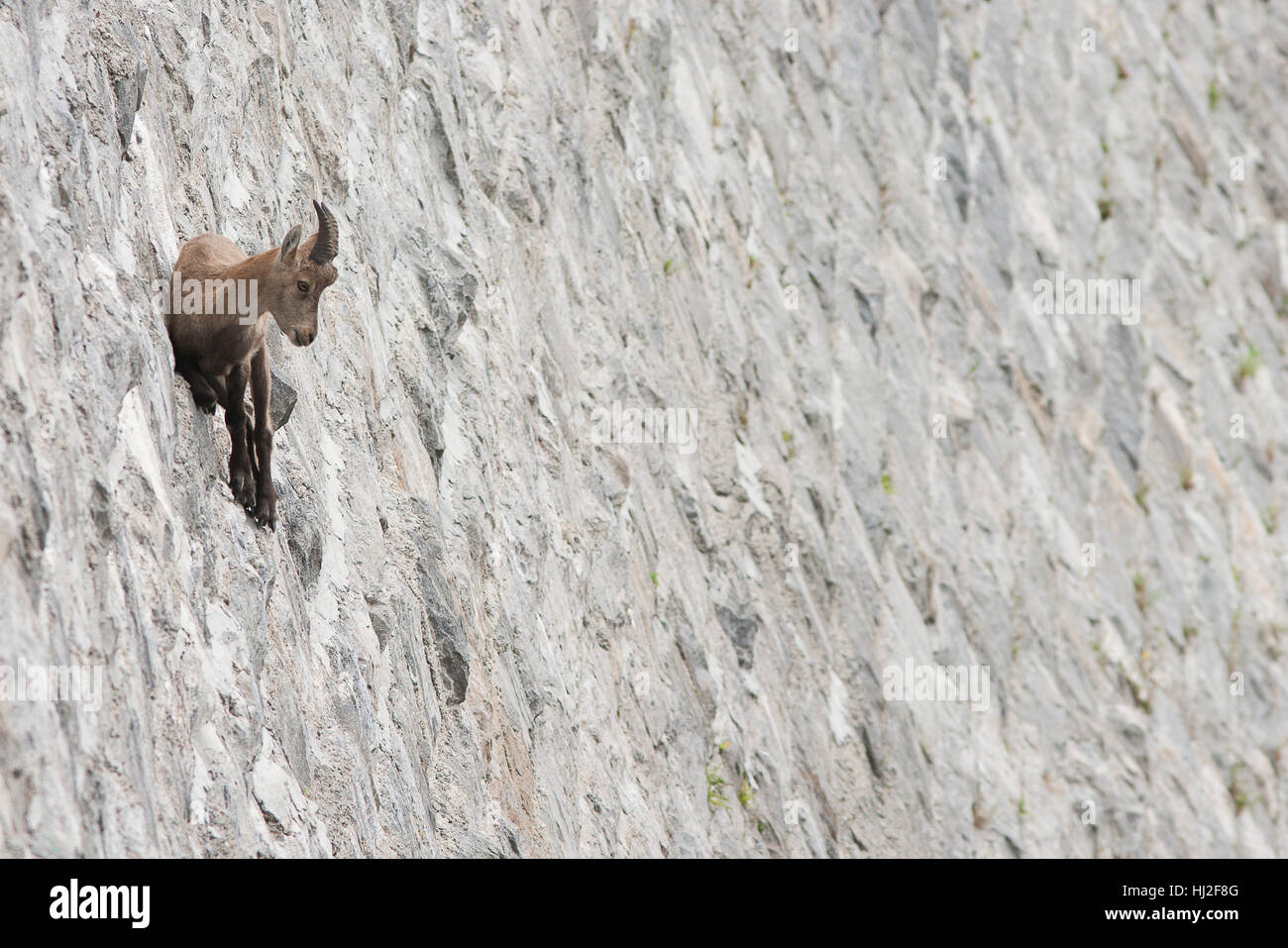 Alpine ibex walk on dam (Capra ibex), juvenile male Stock Photo - Alamy