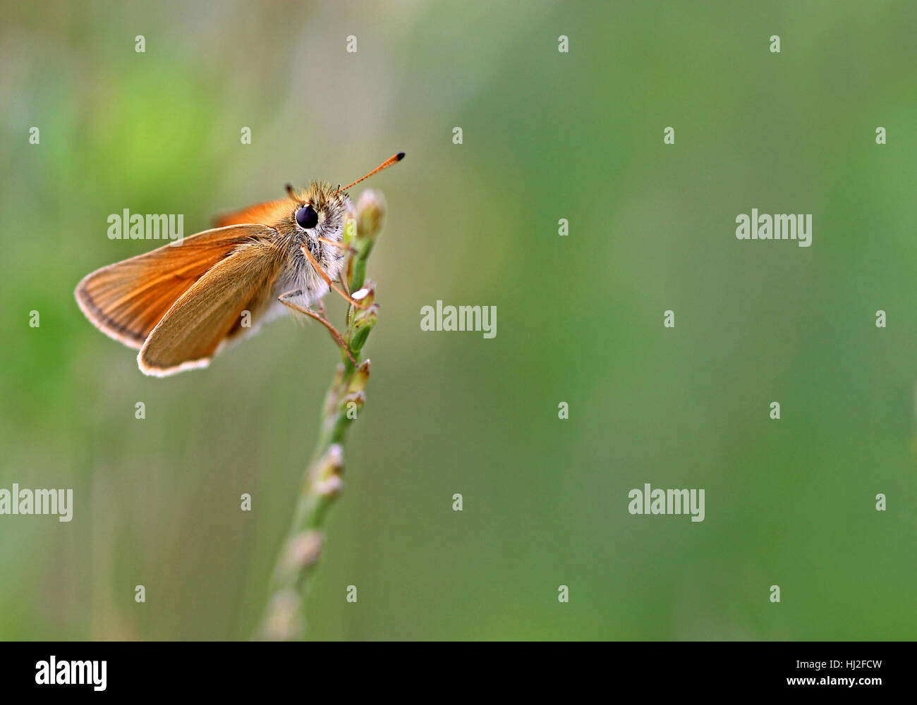 butterfly, moth, macro, close-up, macro admission, close up view ...