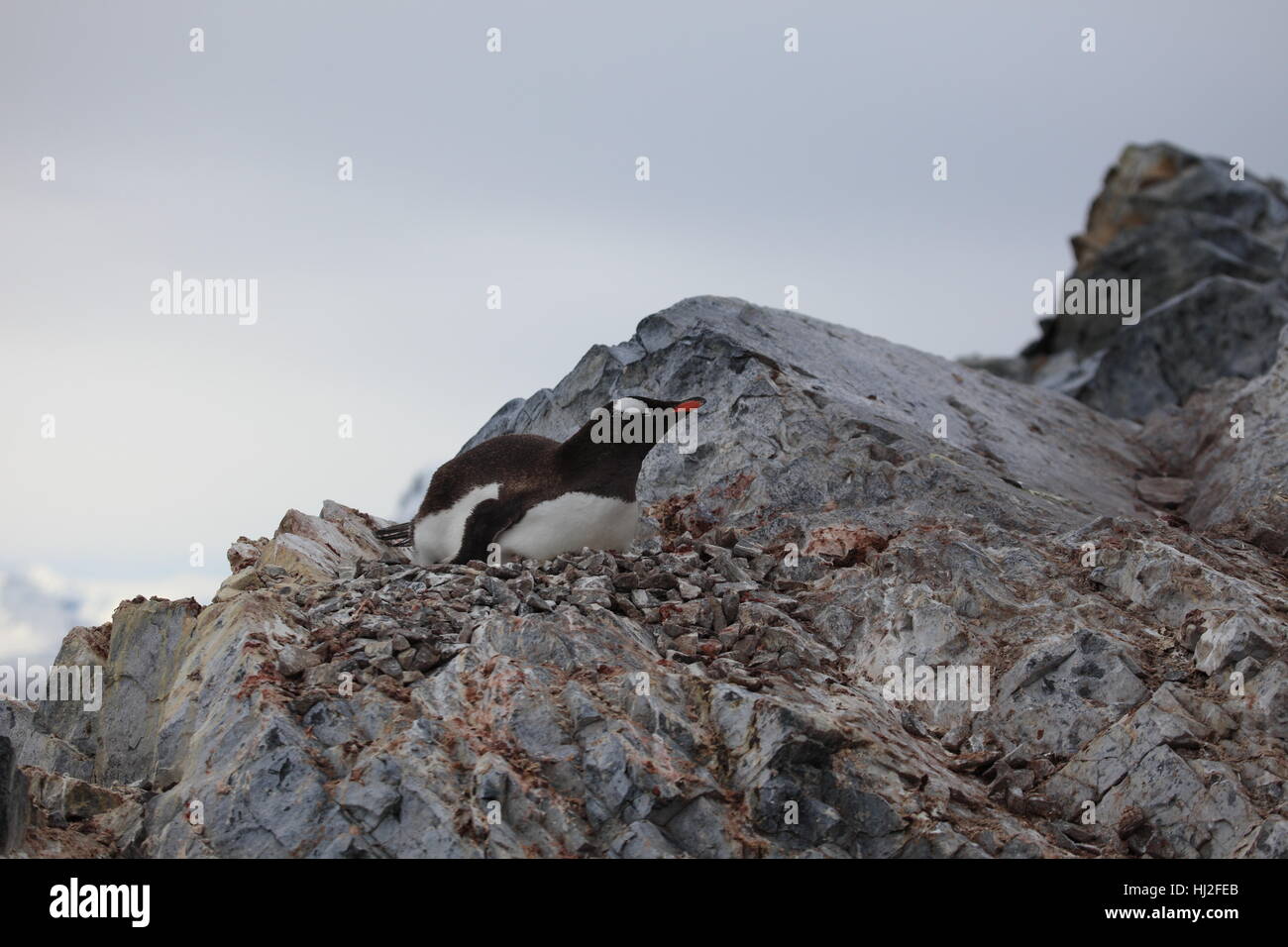 winter, cold, ice, frost, penguin, brood, chick, bird, cold, antarctic ...