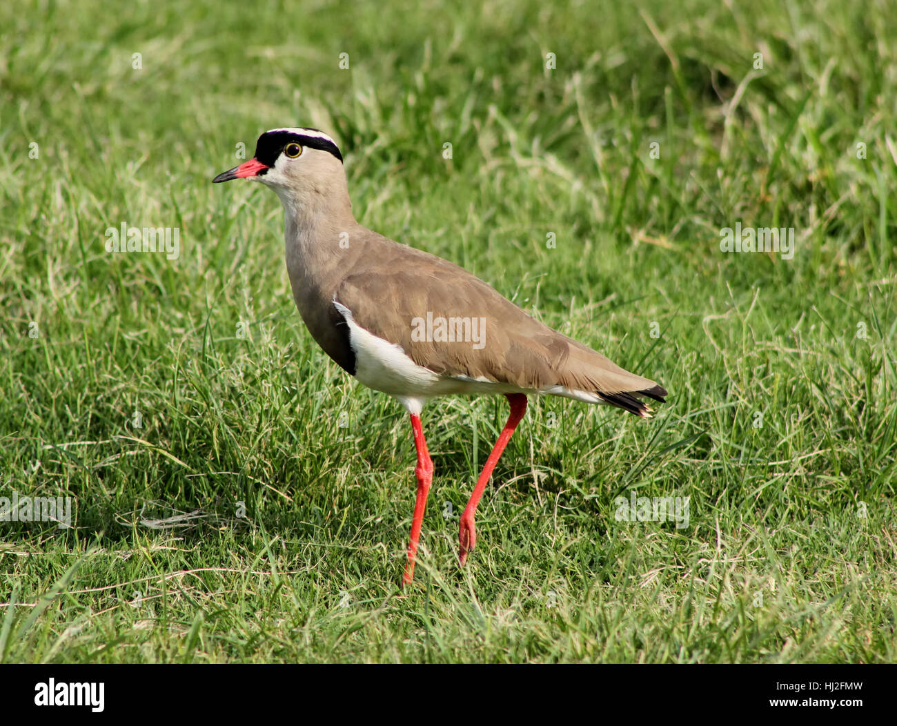 bird, plover, halo, noisy, head, species, legs, bird, ground, soil ...